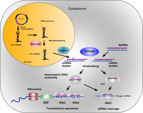 miRNA, MicroRNA expression vectors, miRNA knock down vector