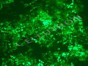 stable cell lines, ips cells, stem cells