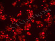 stable cell lines, ips cells, stem cells